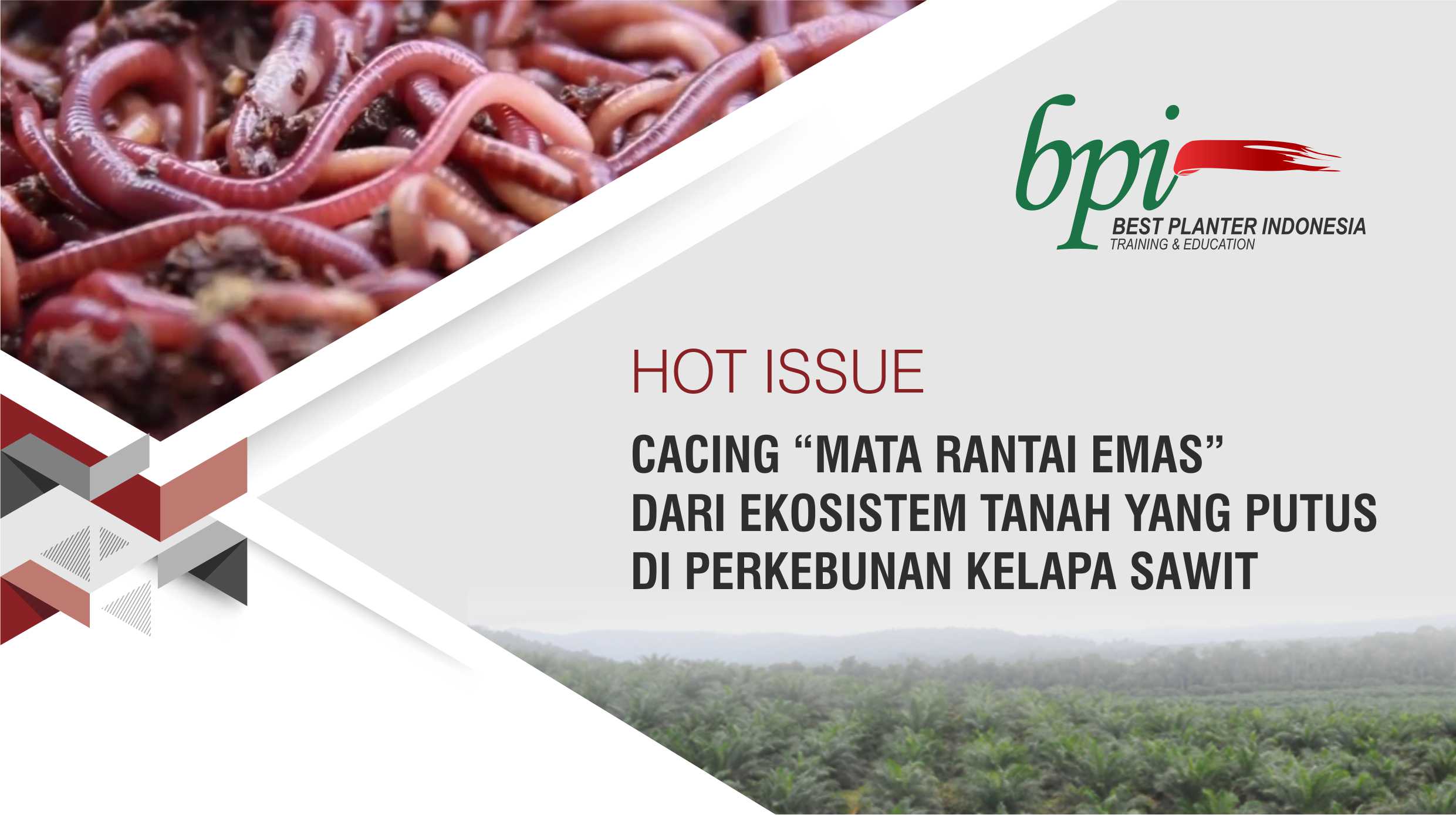 CACING “MATA RANTAI EMAS” DARI EKOSISTEM TANAH YANG PUTUS DI PERKEBUNAN ...